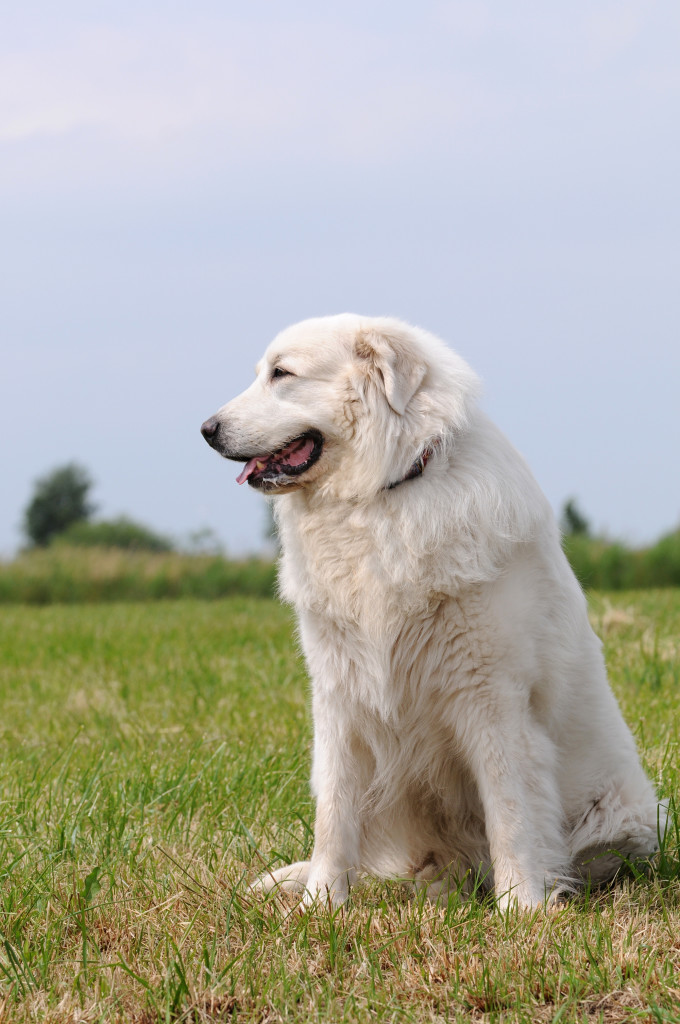 The Great Pyrenees... - Pet Terrain